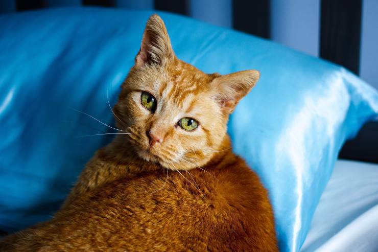 Productos de belleza para gatos: ¿cuáles son los mejores cosméticos ...