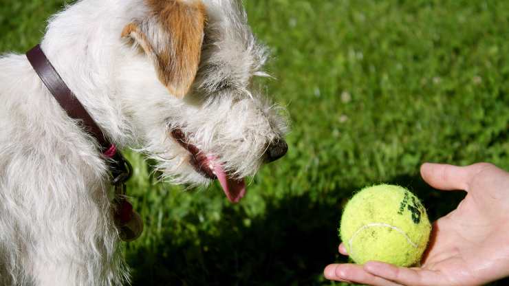 ¡Atención! Nunca dejes que tu perro juegue con la pelota de tenis ...
