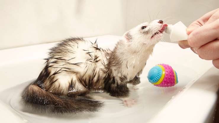 ¿Los hurones pueden nadar? Todo lo que debes saber al respecto - Vida ...