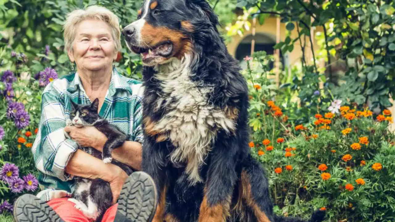 ¿Perros y gatos enfermos? Aquí viene la app que te pone en contacto con ...