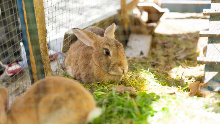¿Pueden los conejos comer romero? Todo lo que necesitas saber - Vida ...