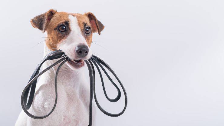 ¿Se debe llevar el perro con correa en el condominio? Lo que establece ...