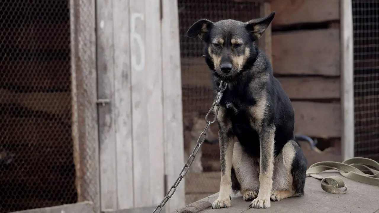 Multa de 800€ a quien lleve a su perro encadenado: por fin se ha ...