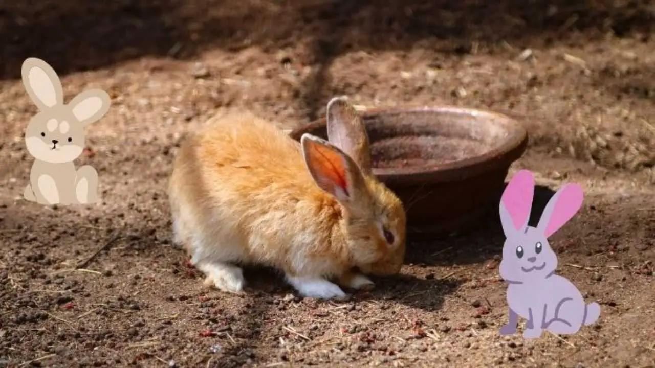 ¿Por qué el conejo voltea el cuenco? Averigüemos juntos la razón del ...