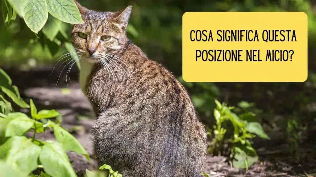 El gato esconde su cola debajo de su cuerpo: el significado del gesto ...