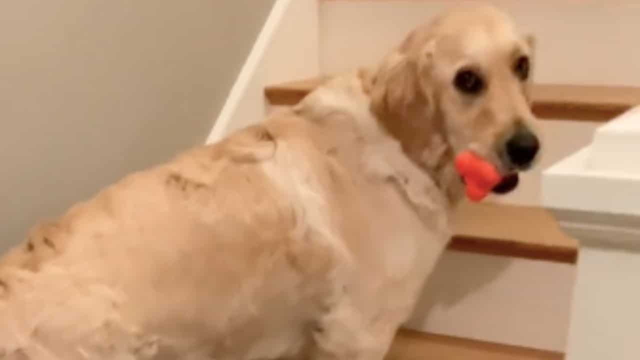 La perra Daisy sube las escaleras por primera vez después de la ...