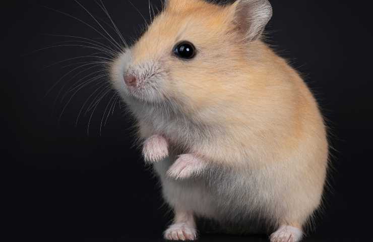 ¿Por qué el hámster se pone de pie? Aquí están las diversas razones del ...