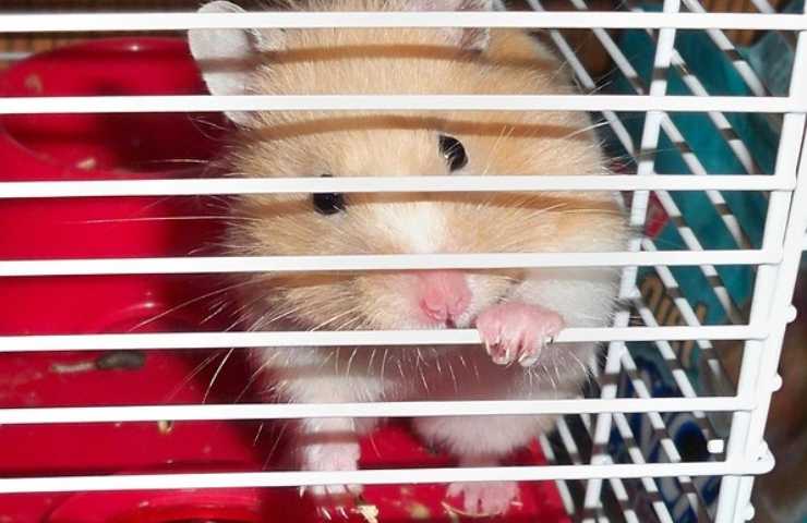 ¿Por qué el hámster se pone de pie? Aquí están las diversas razones del ...