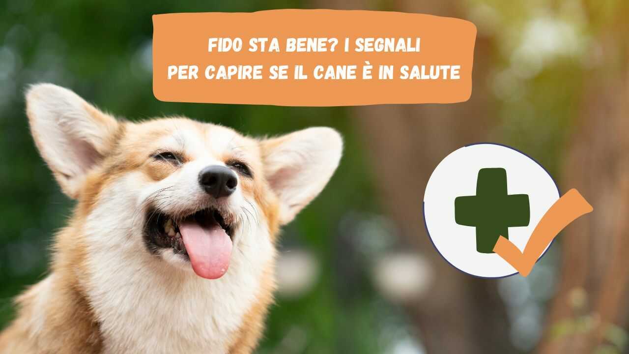 Señales fundamentales para entender si Fido está bien: cuando el perro ...
