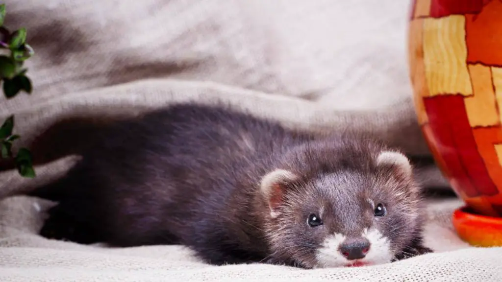 El hurón suele orinar y tiene dolor al hacerlo: los motivos y los ...