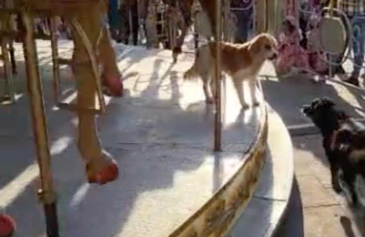 El amigo persigue al perro en el carrusel – el VIDEO pone buen humor ...