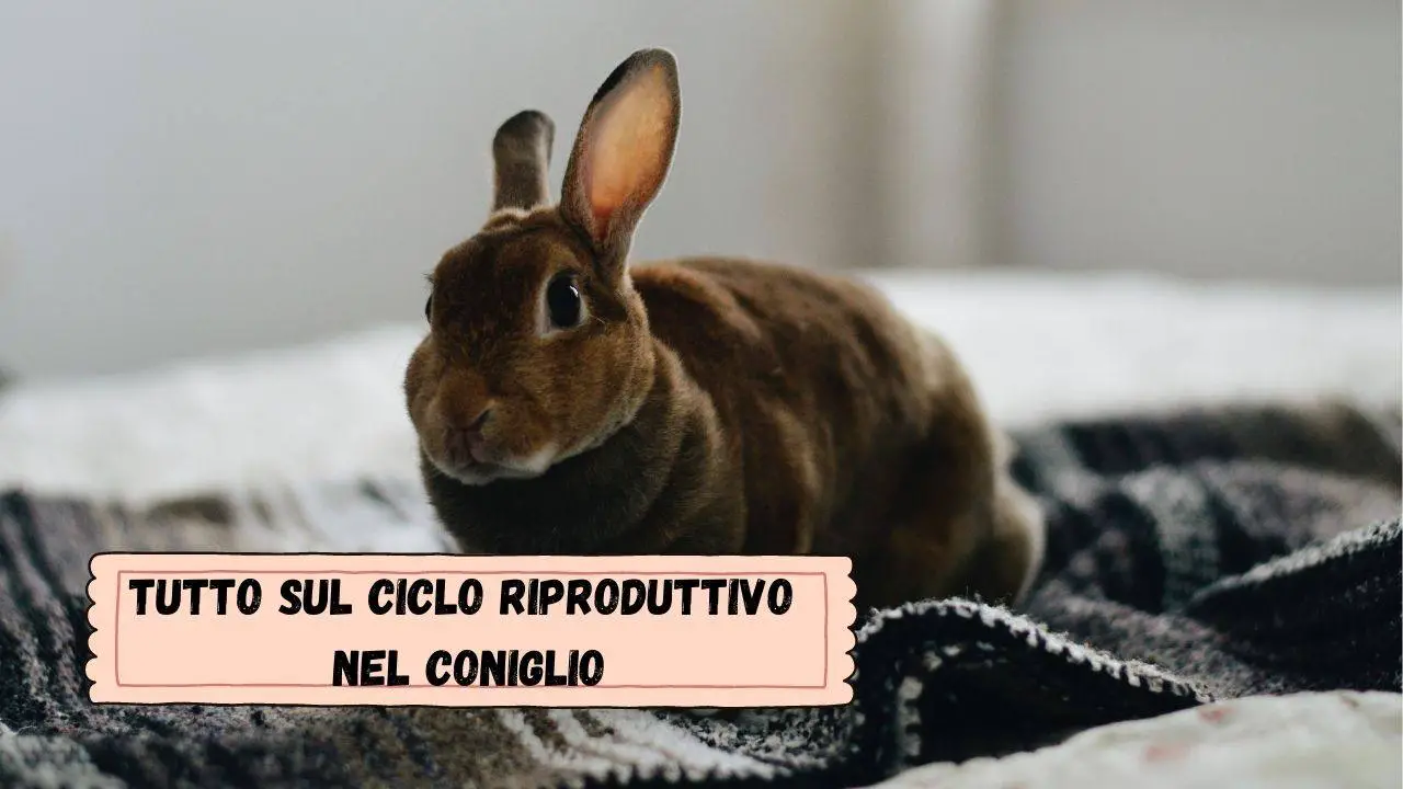 Cómo saber si la coneja está en celo: ciclo reproductivo y síntomas ...