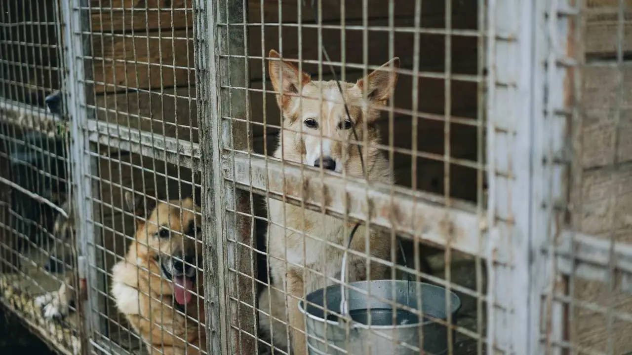 "No sabemos qué pasará después de Navidad": la verdad de la perrera ...