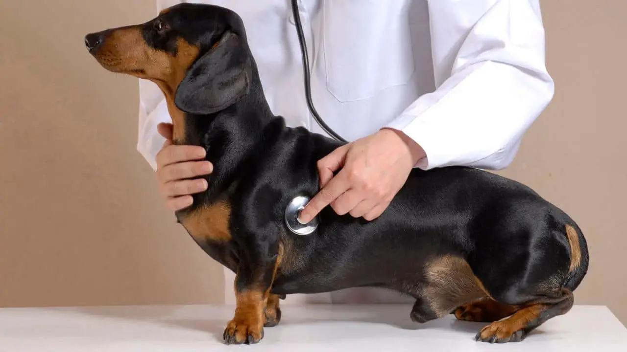 Plan de salud para perros: qué es, cómo funciona, por qué hacerlo ...