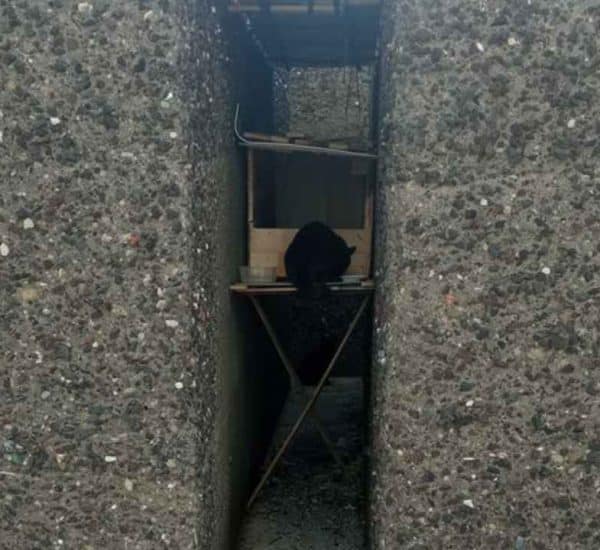 Gato tímido: causas y consejos para ayudarlo - Vida con Mascotas ️