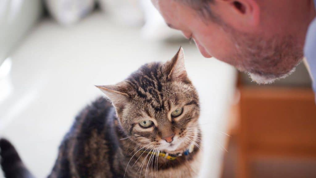 No, el gato no nos ignora cuando le hablamos: lo que ha revelado la ...