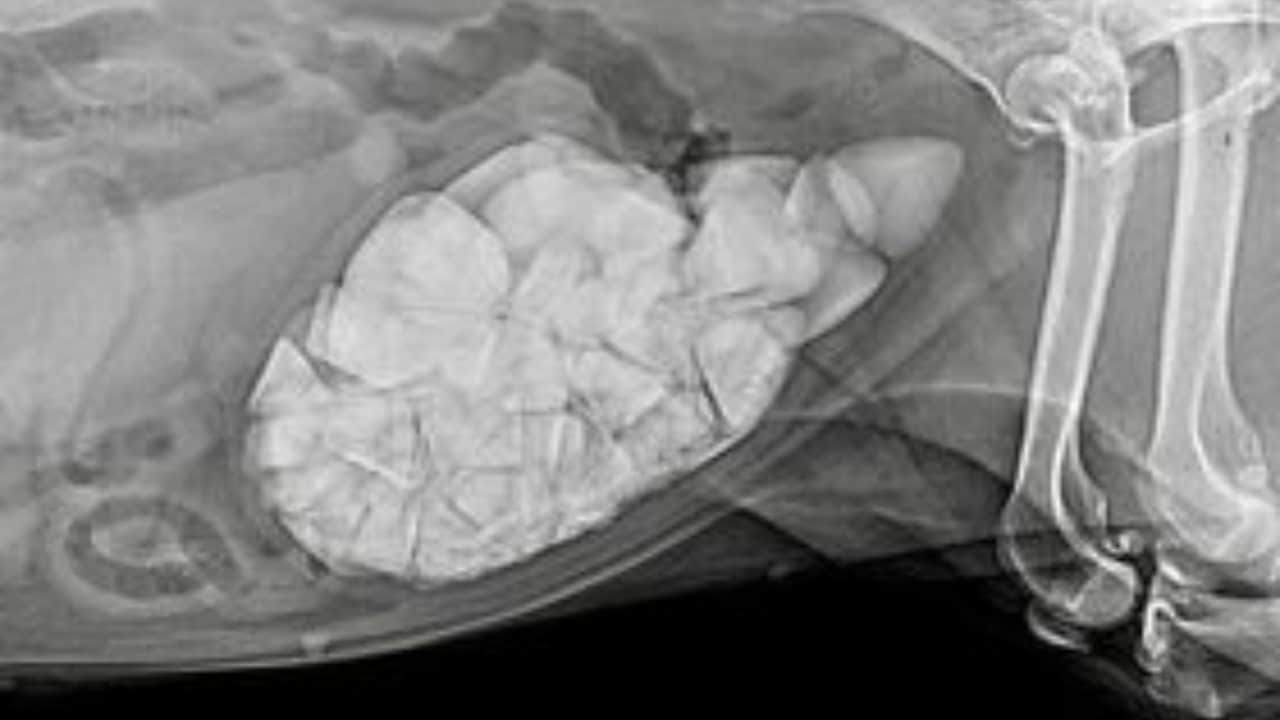 Rayos X muestra lo que el perro tiene en el estómago: veterinario ...