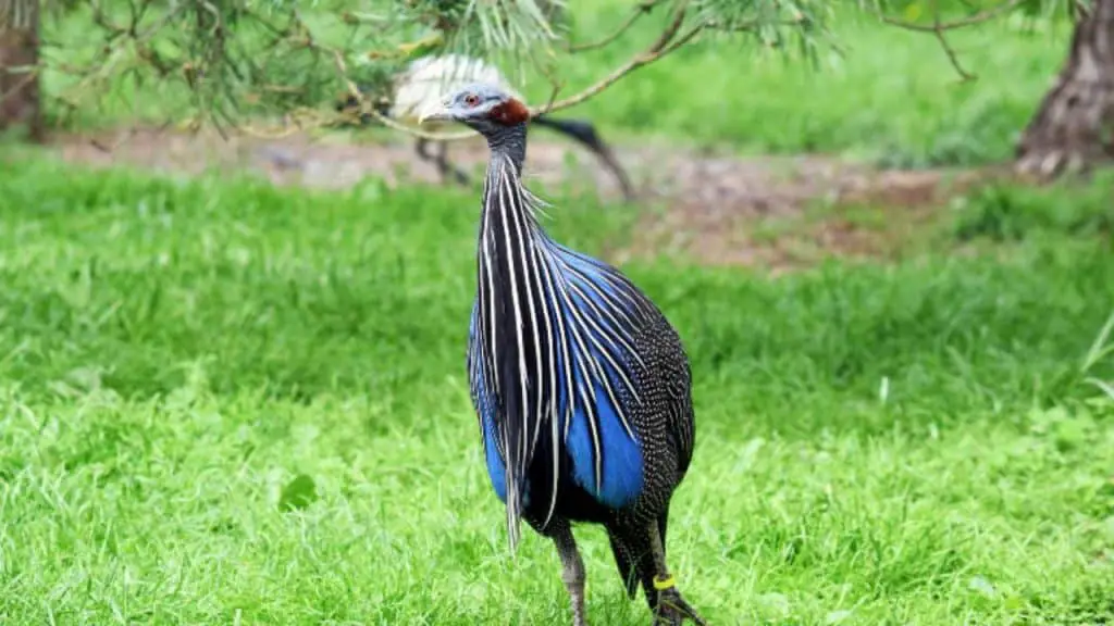 Gallina de Guinea vulturina: rara especie ornamental para patios y ...