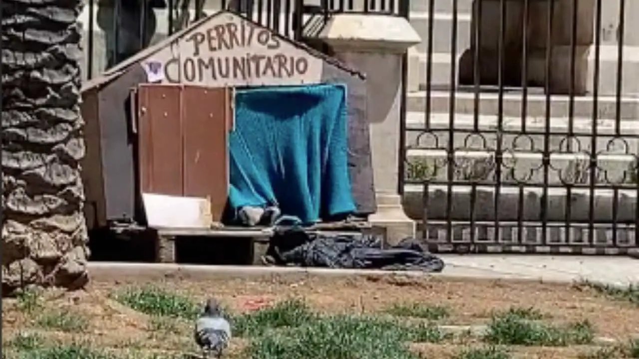 No tiene dónde dormir: obligado a robar el lugar de un perro, la ...