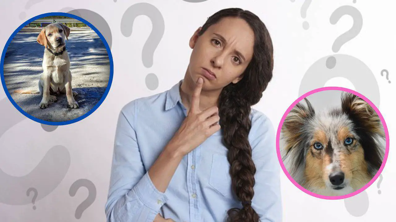 ¿Es mejor un perro macho o hembra? 🐶 Lo que debes saber antes de ...