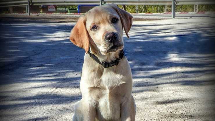 ¿Es mejor un perro macho o hembra? 🐶 Lo que debes saber antes de ...