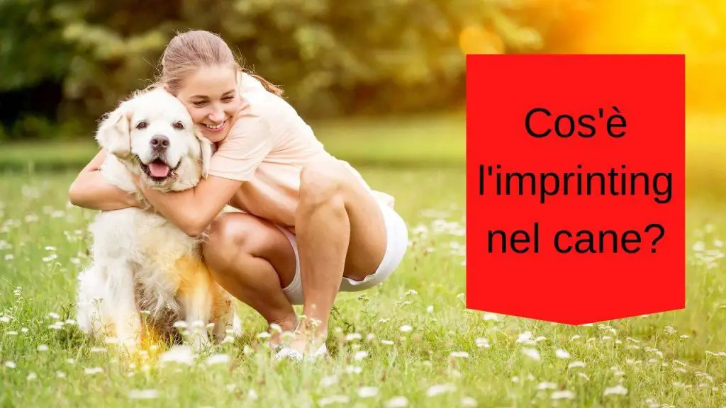 Perro e impronta: si Fido 🐶 te ama, también puedes saberlo por estos ...