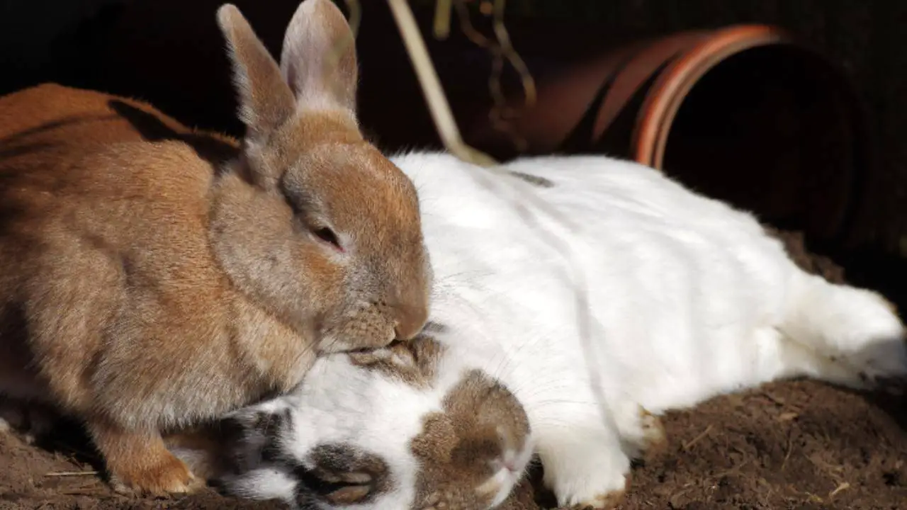 El ronquido de los conejos: causas de la obstrucción nasal y ...