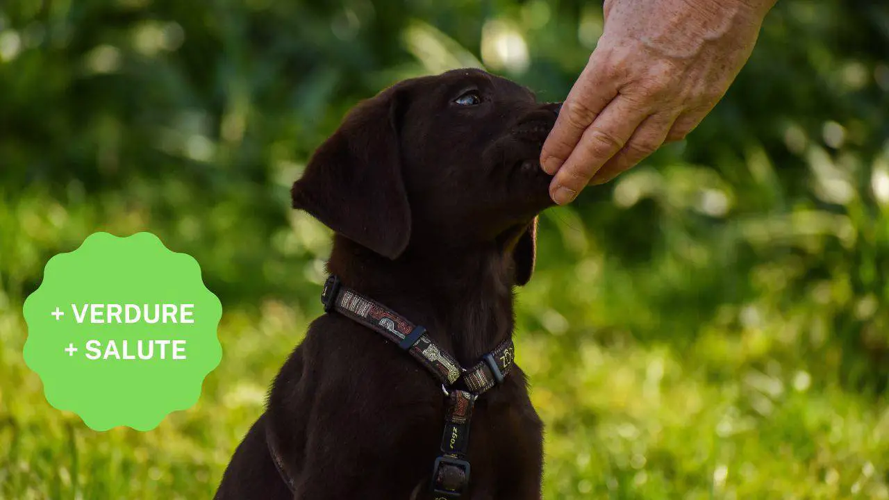Verduras aptas para perros: alimentos naturales ideales para fido ...