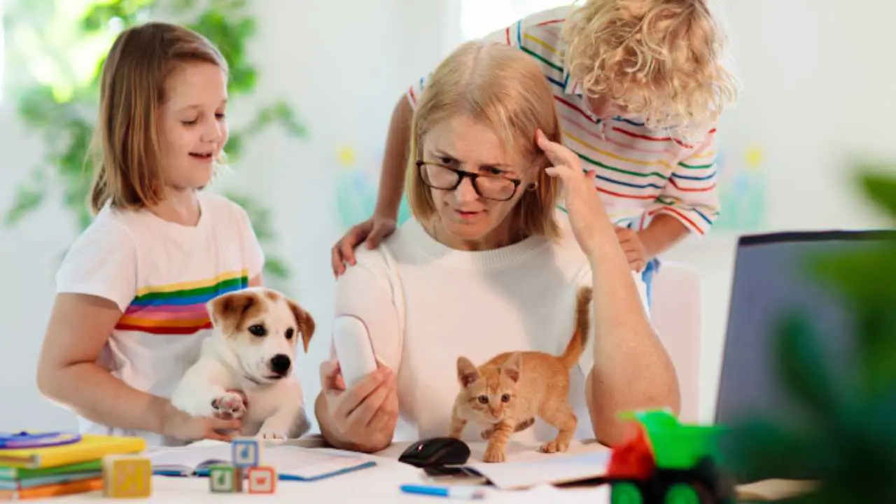 Regreso a la escuela con mascotas: cómo lidiar con eso - Vida con ...