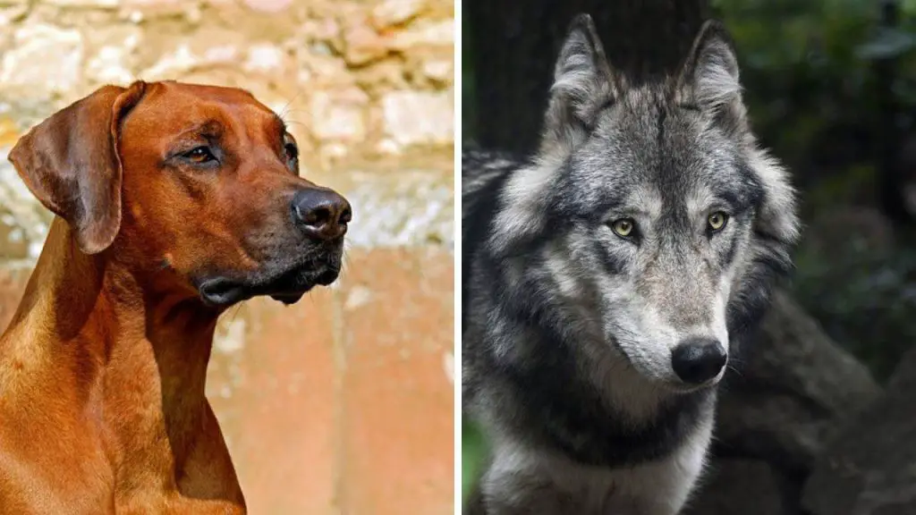 Diferencia entre lobo y perro: razas de la misma especie pero muy ...