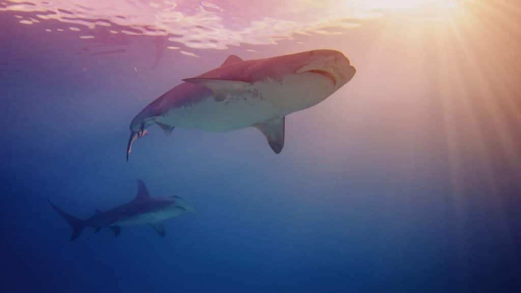Cómo se reproducen los tiburones: lo que es importante saber - Vida con ...