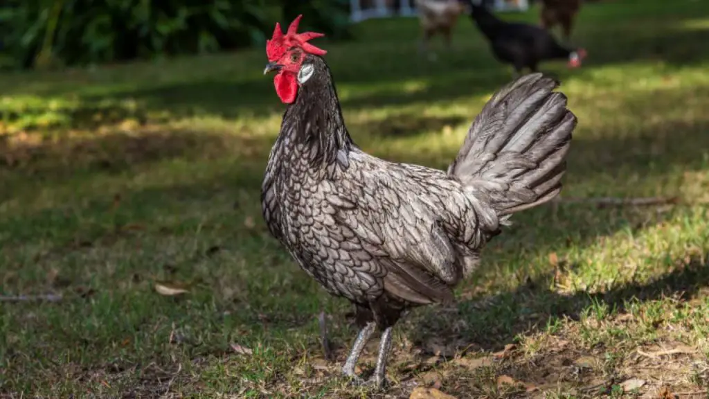 Gallina azul andaluza: rara especie ornamental para patios y jardines ...
