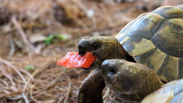 ¿La tortuga puede comer sandía? Todo lo que necesitas saber - Vida con ...