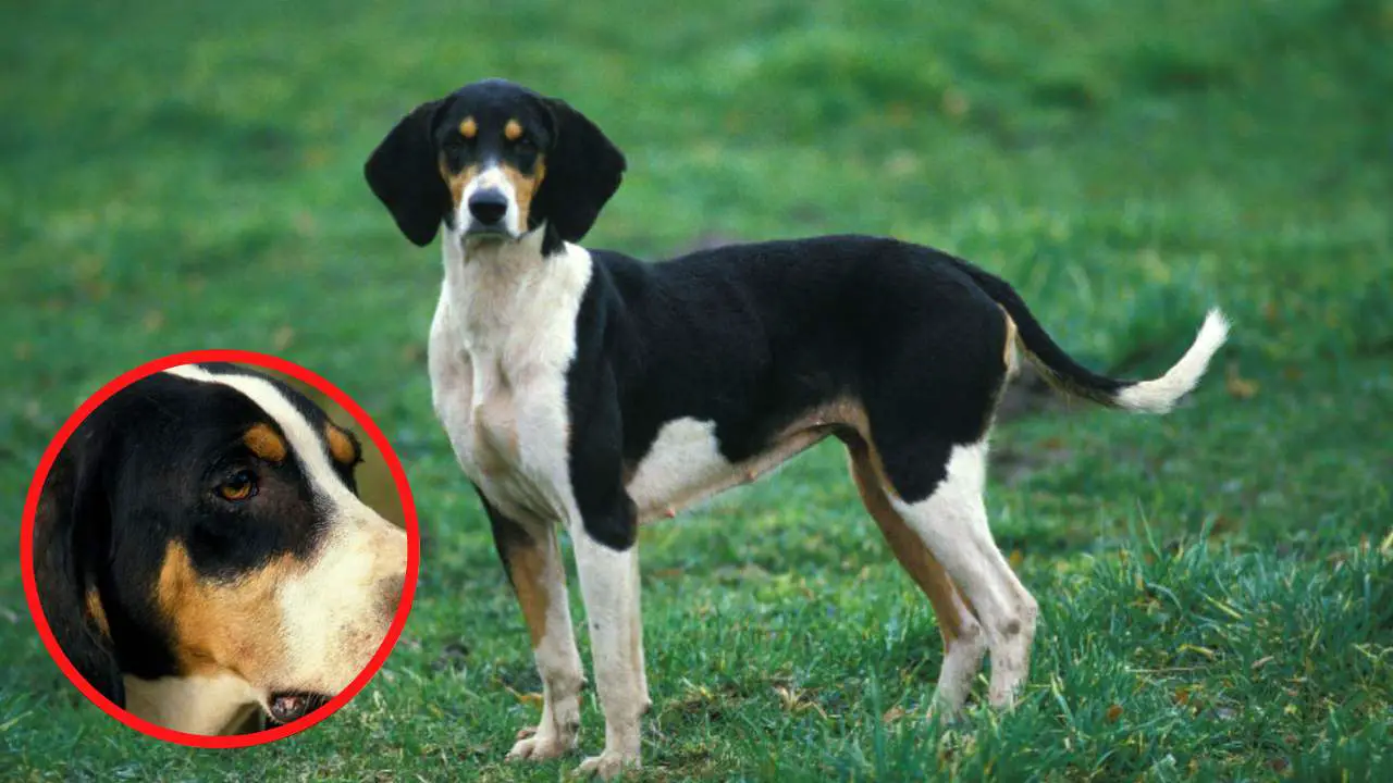 Perros compatibles con el Gran Tricolor Anglo Francés - Vida con Mascotas ️