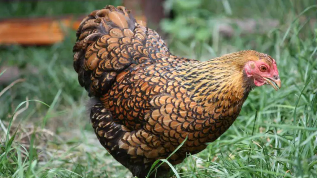 Gallina enana Wyandotte: rara especie ornamental para patios y jardines ...