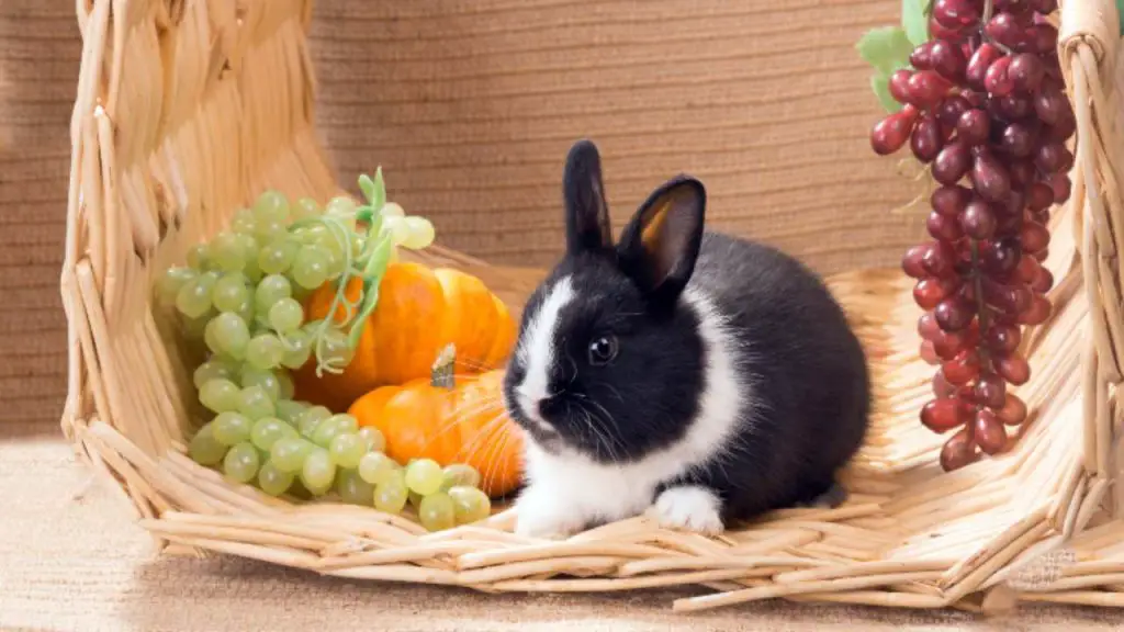 ¿Puede el conejo comer uvas? Todo lo que necesitas saber - Vida con ...
