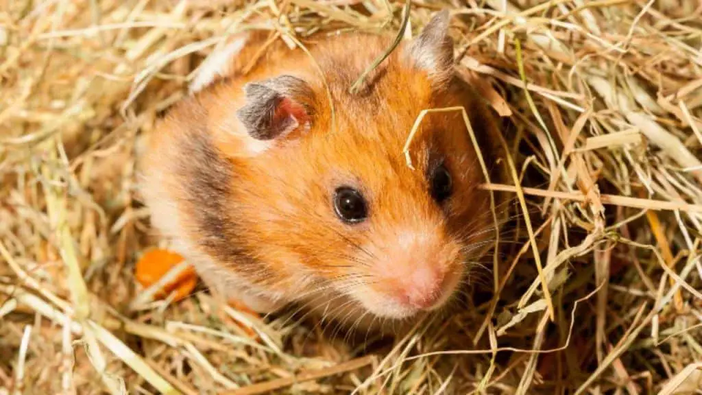¿Los hamsters pueden comer heno? Todo lo que necesitas saber al ...