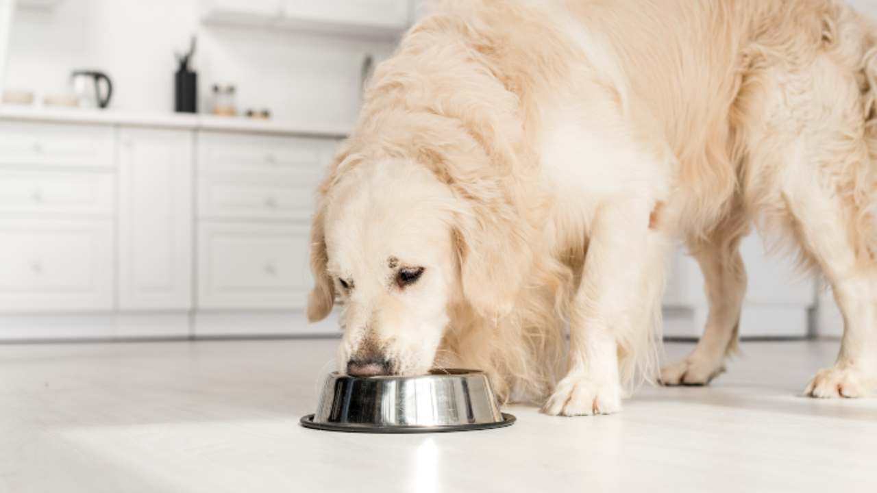 Cómo ablandar la comida para perros: facilitar la alimentación de Fido ...