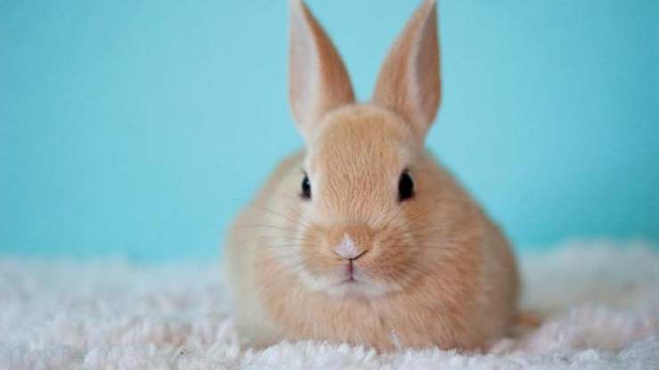 ¿Por qué el conejo tiene el rollo de piel debajo de la barbilla? Eso es ...