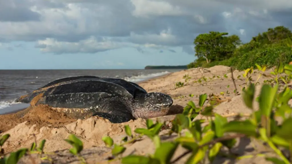 Tortuga laúd: todo sobre la tortuga marina más grande - Vida con Mascotas ️