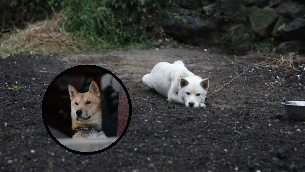Adoptar un perro Jindo de Corea: pros, contras y dueño ideal - Vida con ...