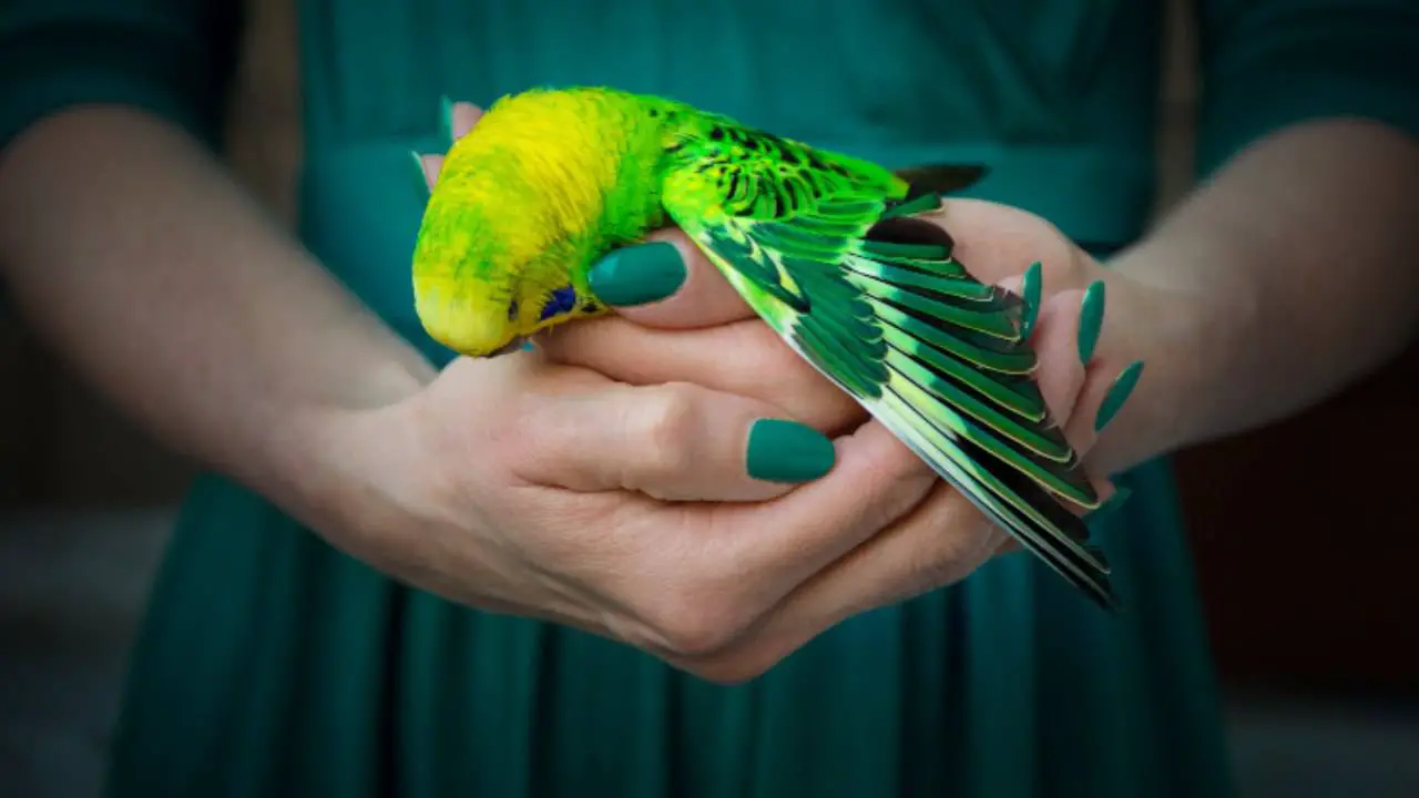 Intoxicación por loros: causas, síntomas y tratamiento - Vida con ...