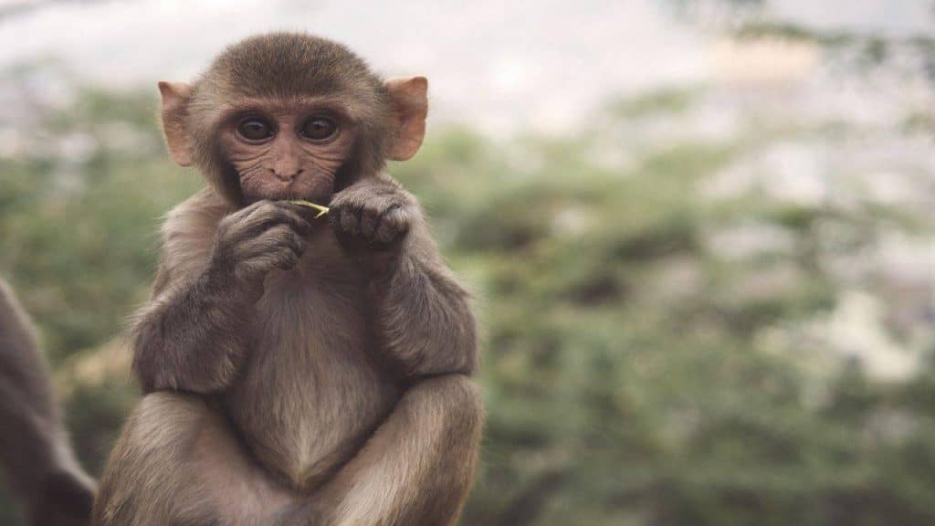Qué comen los monos: lo que es importante saber sobre la especie - Vida ...