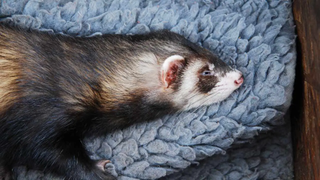 ¿Por qué los hurones se hacen los muertos? Todo lo que debes saber ...