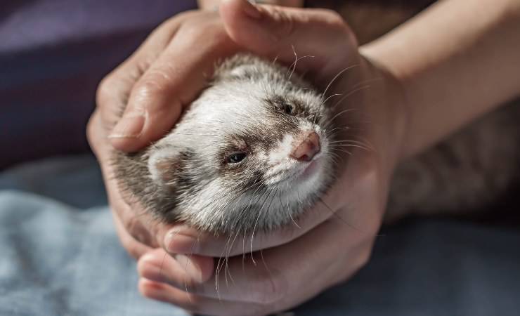 ¿Los hurones pueden nadar? Todo lo que debes saber al respecto - Vida ...