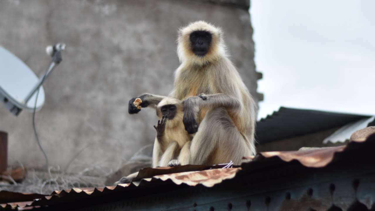 ¿Por qué algunos primates cambian de color cuando crecen? Vamos a ...