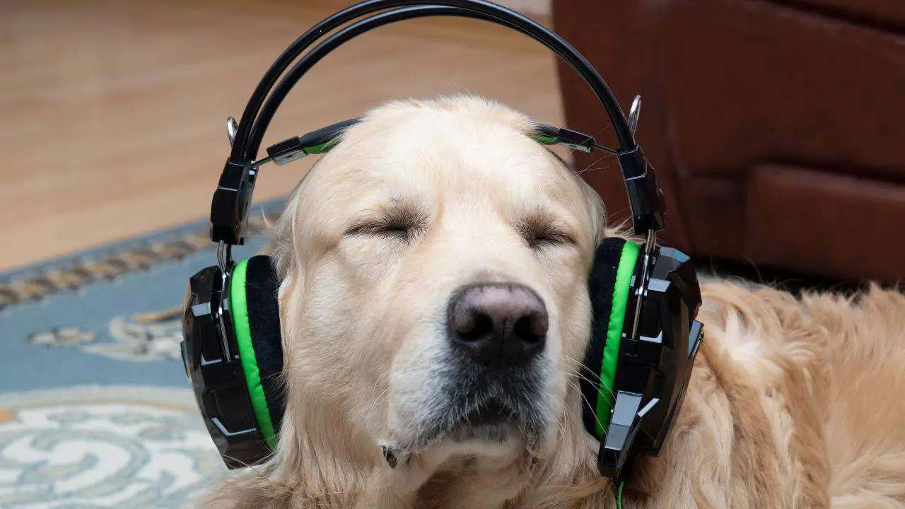 Un estudio revela qué escuchar al perro cuando está estresado - Vida ...