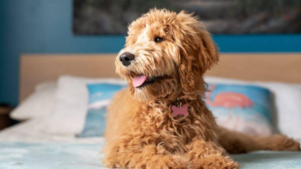 Adoptar un Goldendoodle: información sobre el carácter y el estilo de ...