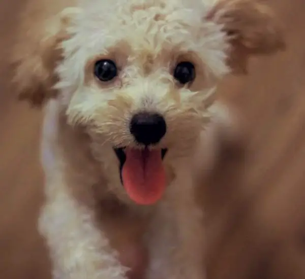 Los perros de Charlie - Los perros también van al cielo: nombres, razas ...