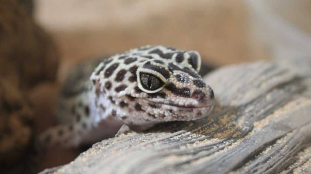 Enfermedades comunes en el gecko leopardo: las patologías que amenazan ...